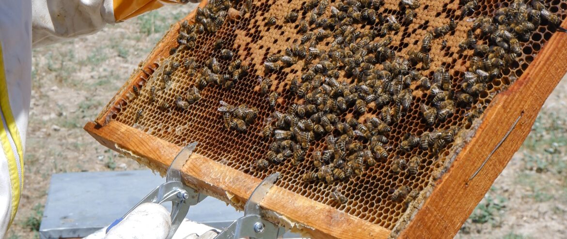 Hatta Bee Farm | Hatta Dam